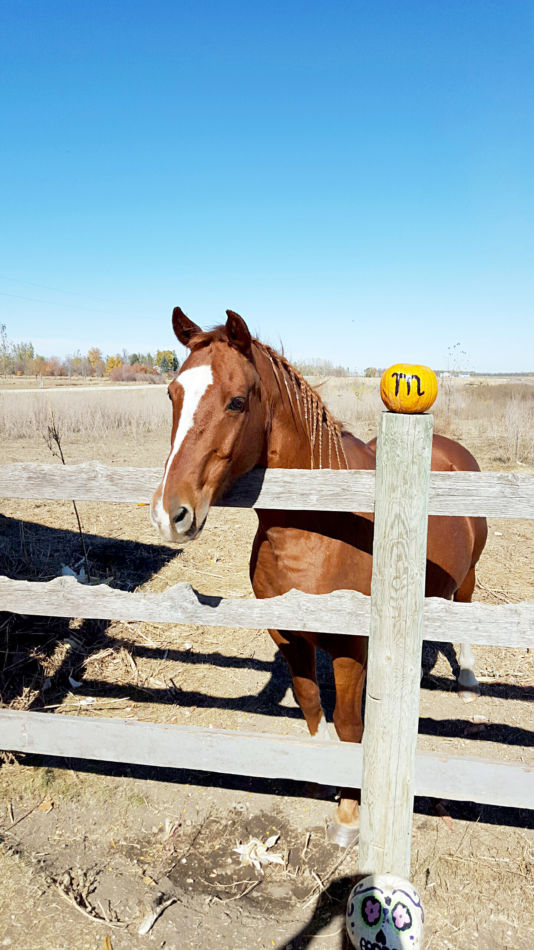 Celebrate Fall with the Pumpkin Ranch | Aberdeen Magazine