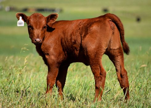 Worth Gobbling About | Aberdeen Magazine