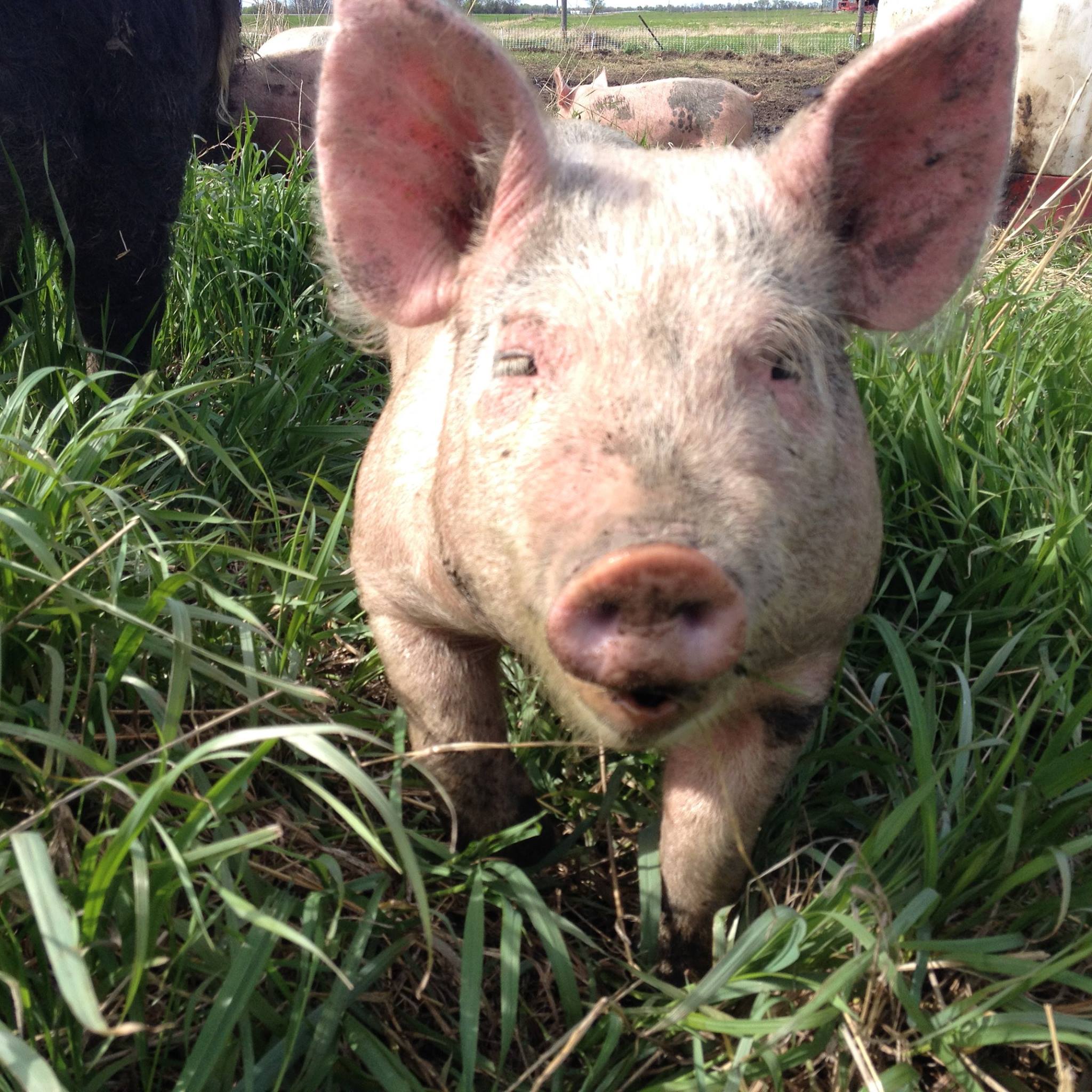 Farming Heritage | Aberdeen Magazine