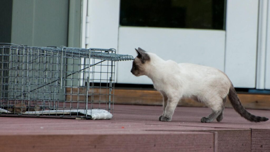 Facebook Group Unites Lost Pets and Owners | Aberdeen Magazine