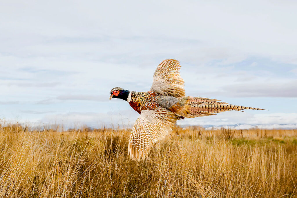 Pheasant Hunting in Aberdeen: 2020 Ringneck Rush